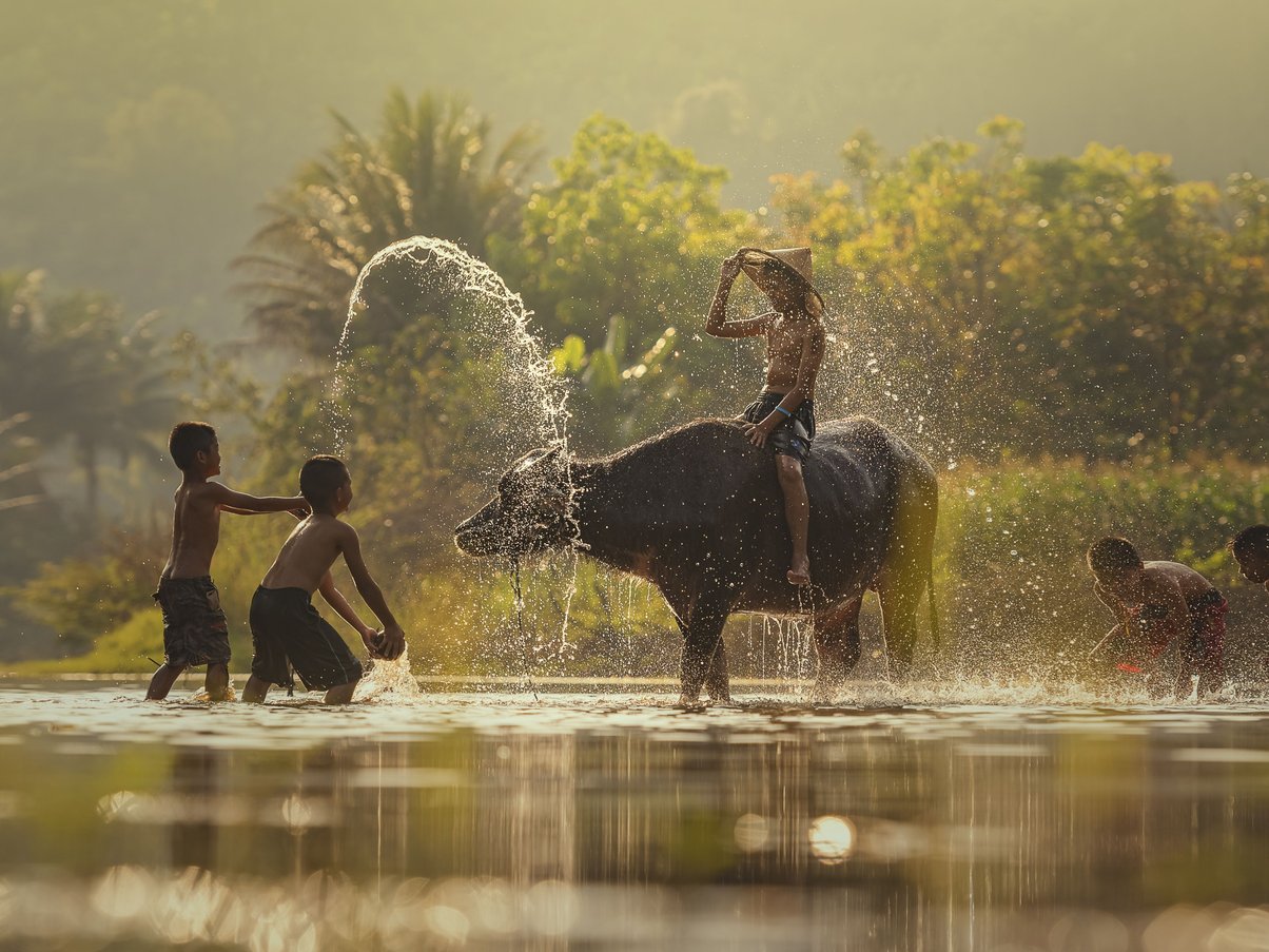 Animaux au Laos : Biodiversité, Faune et Flore - TraceDirecte