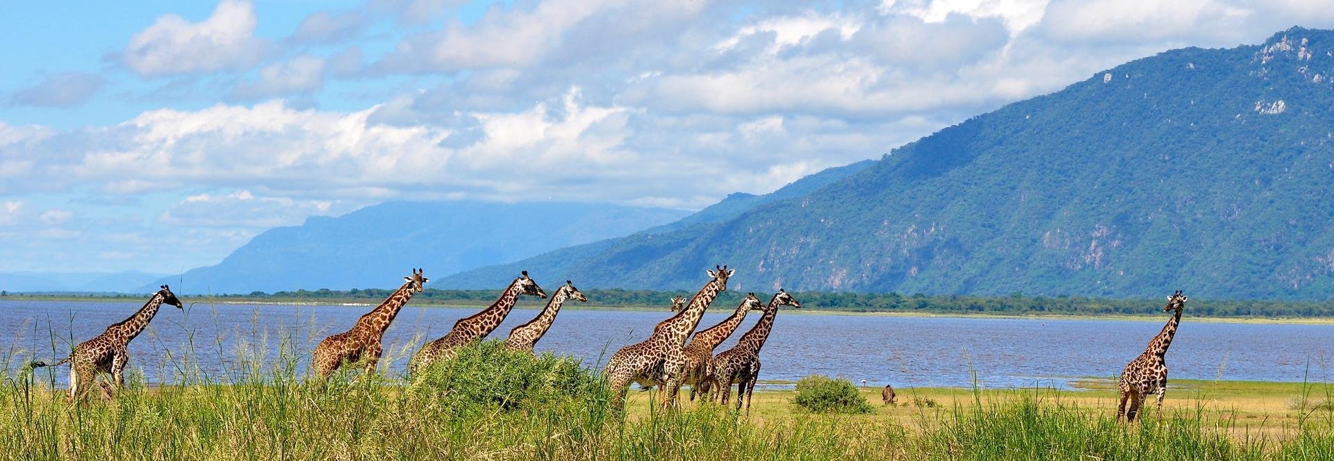 Lac Manyara : UN des plus beaux parcs nationaux de Tanzanie - TraceDirecte