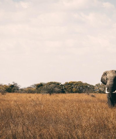 Safari en Tanzanie - TraceDirecte